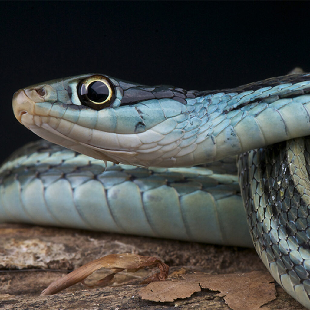 Your first pet snake- the best choices - Tampa Vet