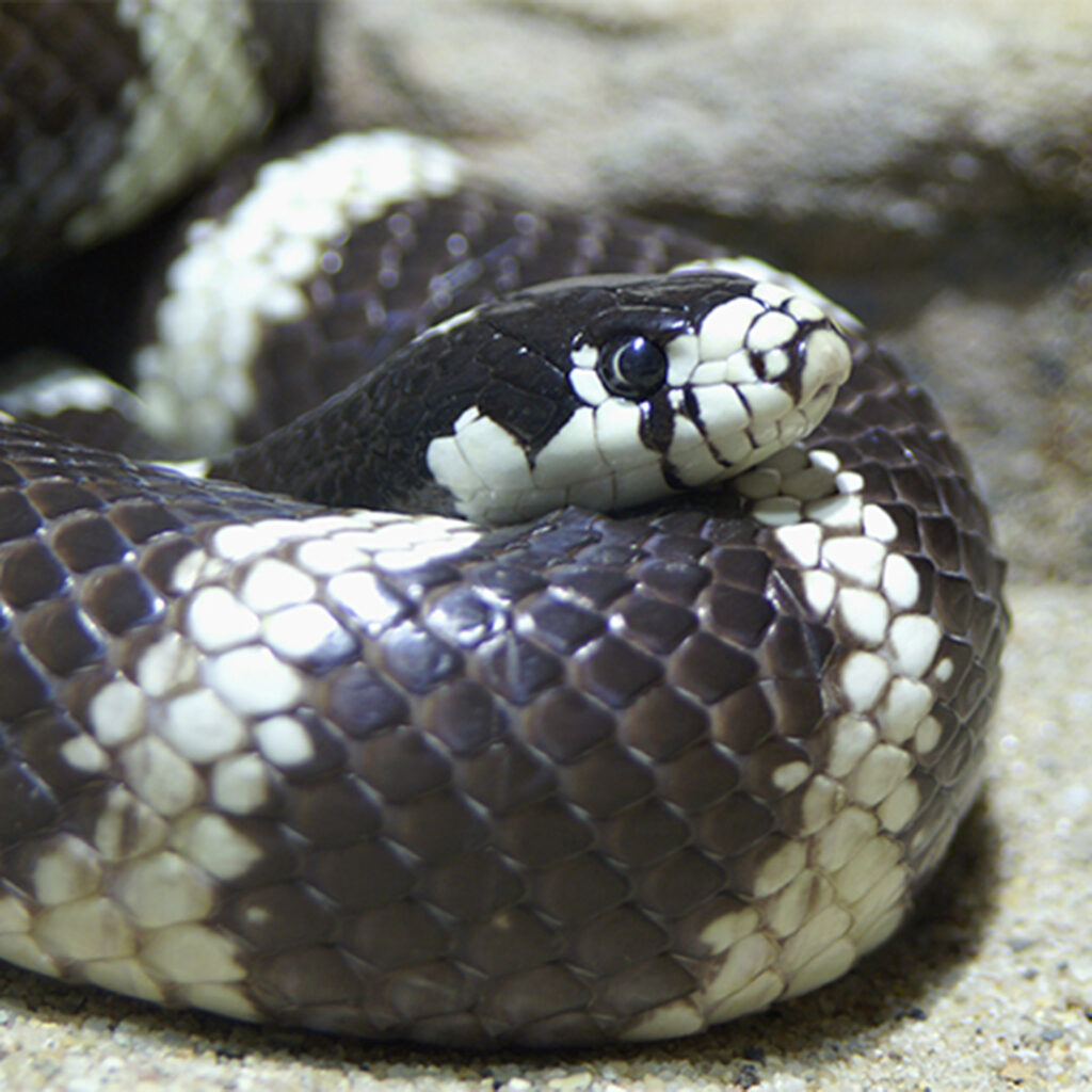 Your first pet snake- the best choices - Tampa Vet