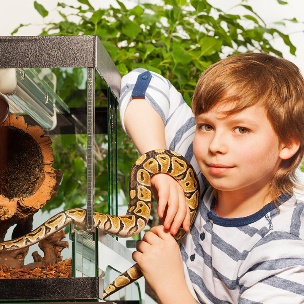 Your first pet snake- the best choices - Tampa Vet