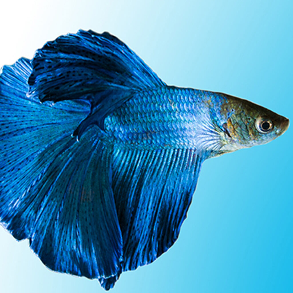 Your first pet fish - Tampa Vet