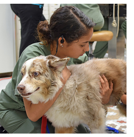 New Pet Clients Are Welcomed | $5 New Pet Exam