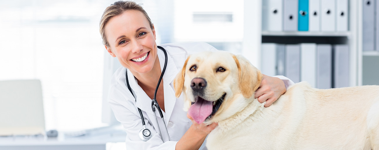 South Tampa Veterinarian - Hours & Location - Veterinary Practice