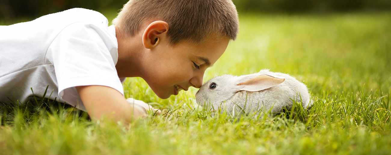 Memoriam - Veterinary Team - South Tampa - Pet Memorial - Animals