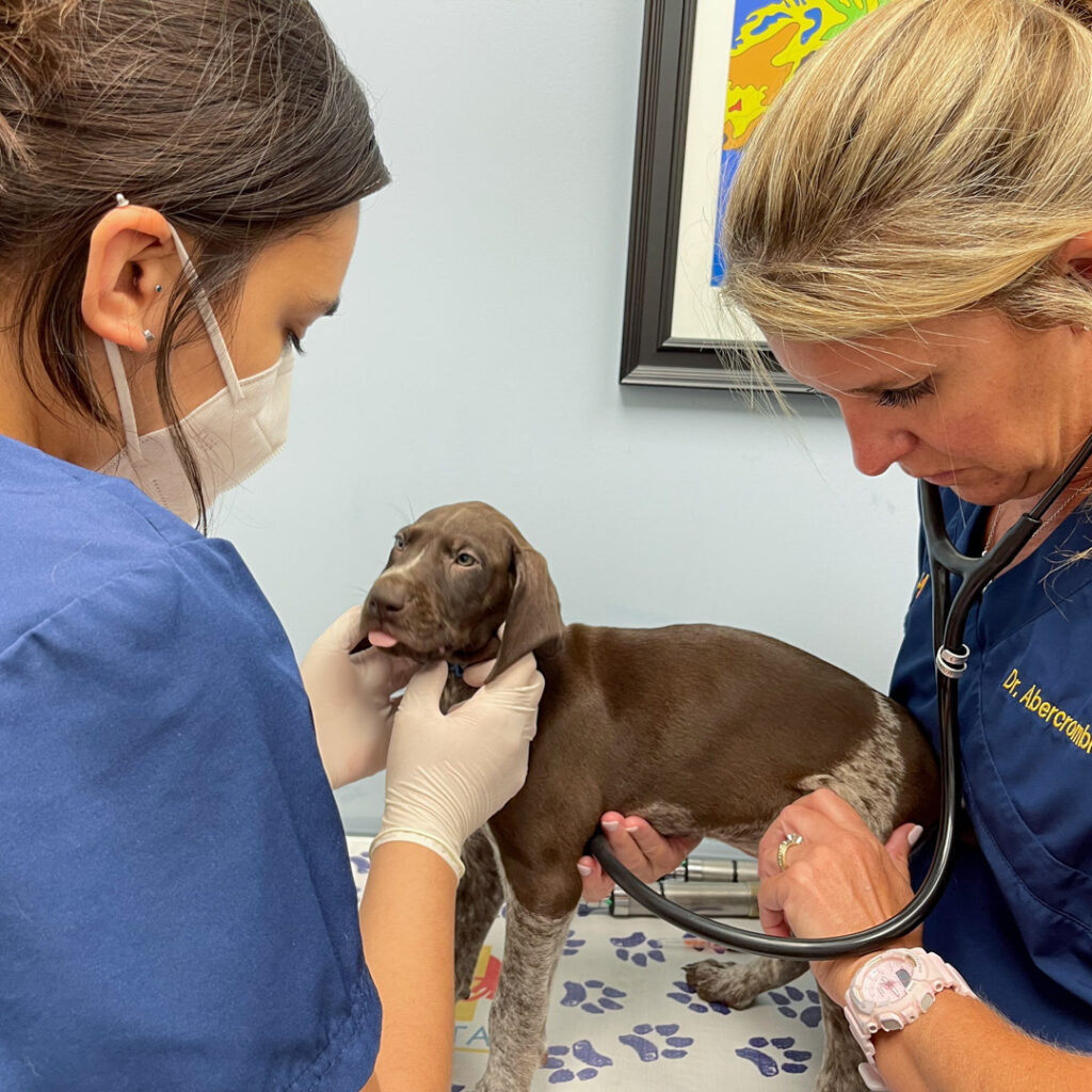 Expert Pet Care Services | Professional Veterinarian Hospital